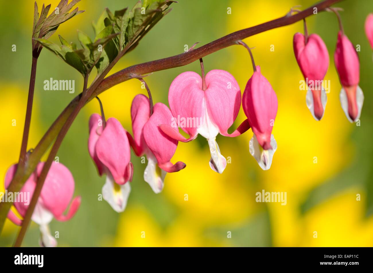 Lamprocapnos spectabilis Banque de photographies et d’images à haute ...