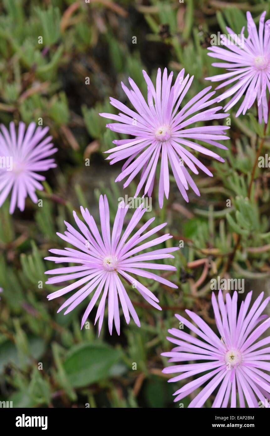 Lampranthus roseus Banque de photographies et d’images à haute ...