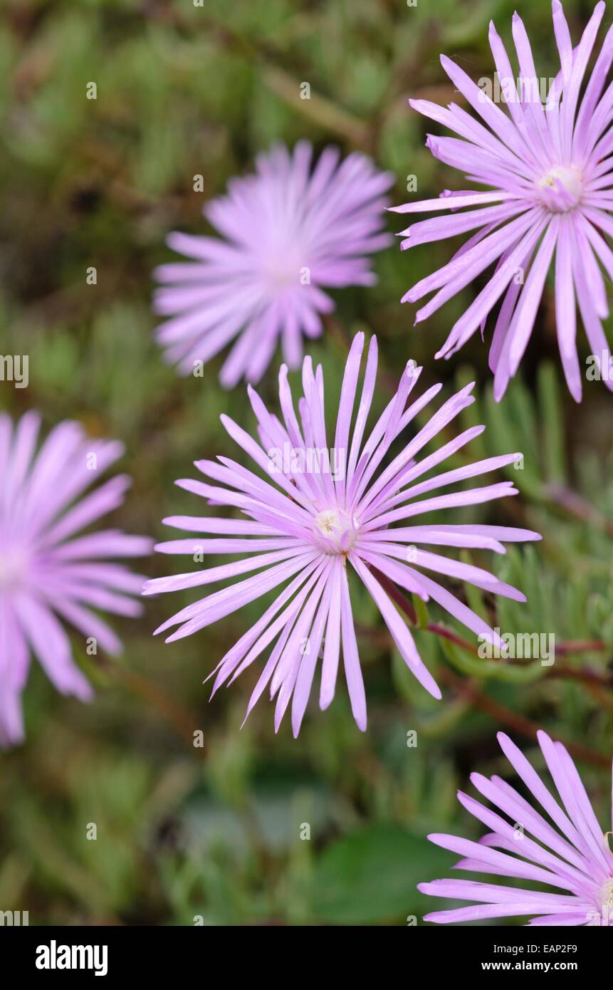 Lampranthus roseus Banque de photographies et d’images à haute ...