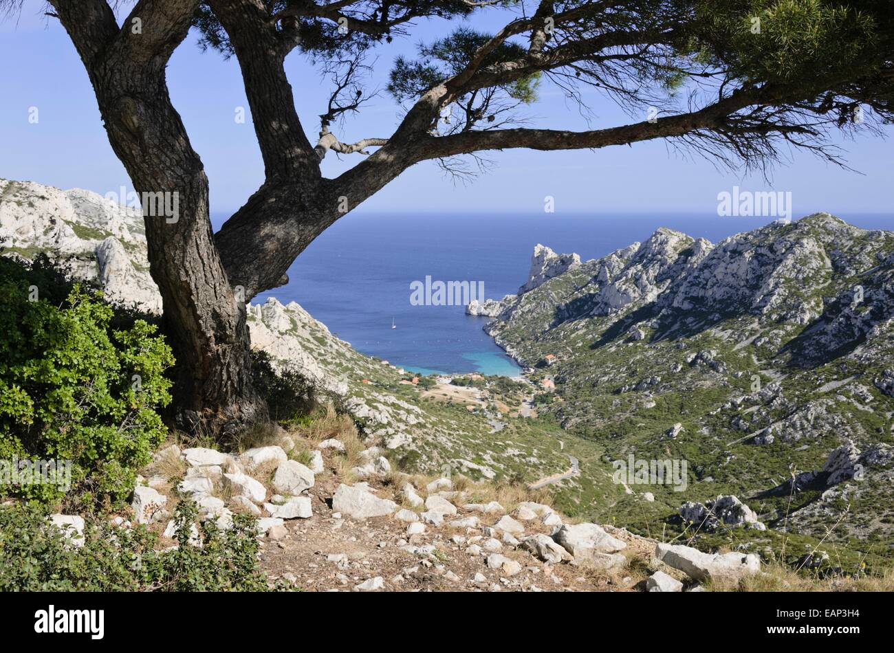 Pin d'Alep (pinus halepensis) à calanque de Sormiou, parc national des calanques, france Photo ...