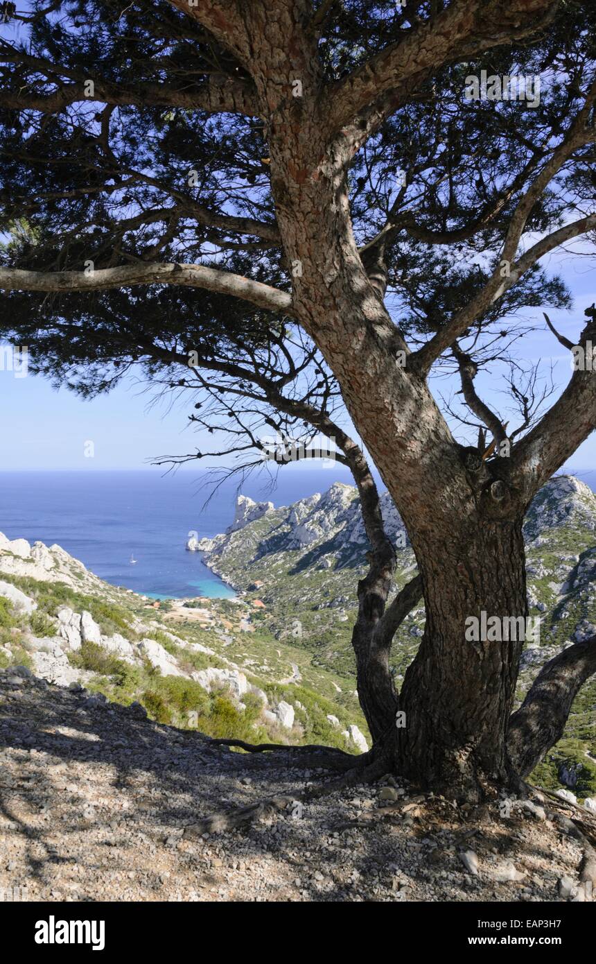 Pin d'Alep (pinus halepensis) à calanque de Sormiou, parc national des calanques, france Photo ...