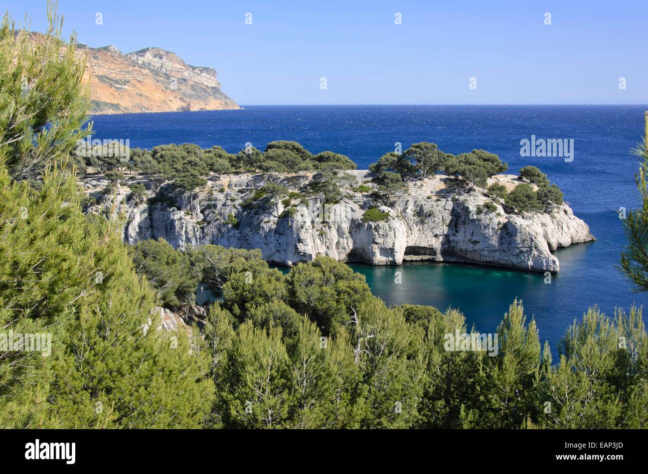 Pins d'Alep (pinus halepensis) à calanque de port-miou, parc national des calanques, france ...
