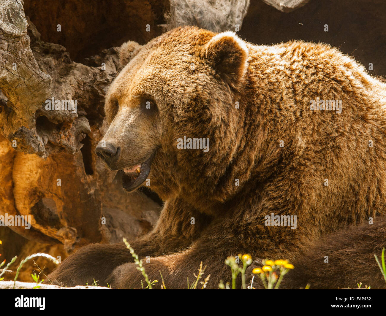 Ours brun oso pardo Banque de photographies et d’images à haute ...