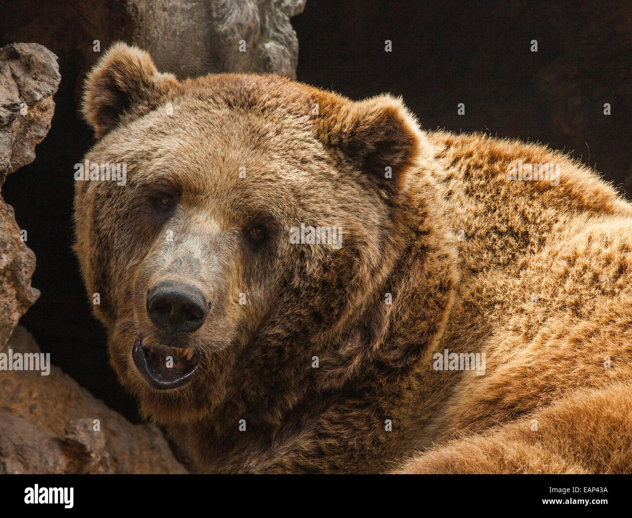 Ours brun oso pardo Banque de photographies et d’images à haute ...
