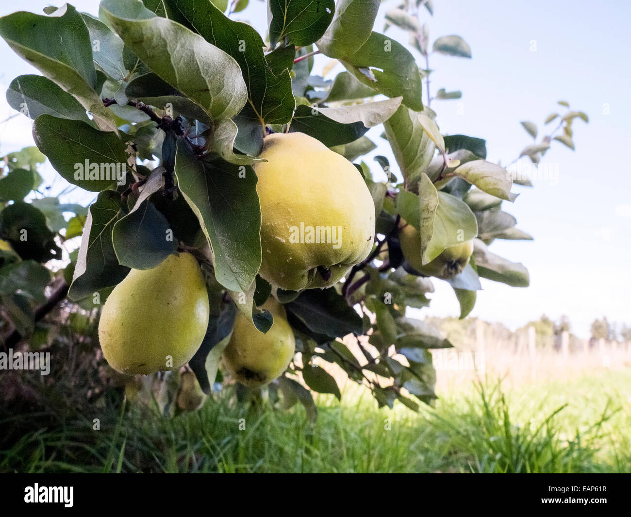 Coings sur l'arbre Banque de photographies et d’images à haute ...