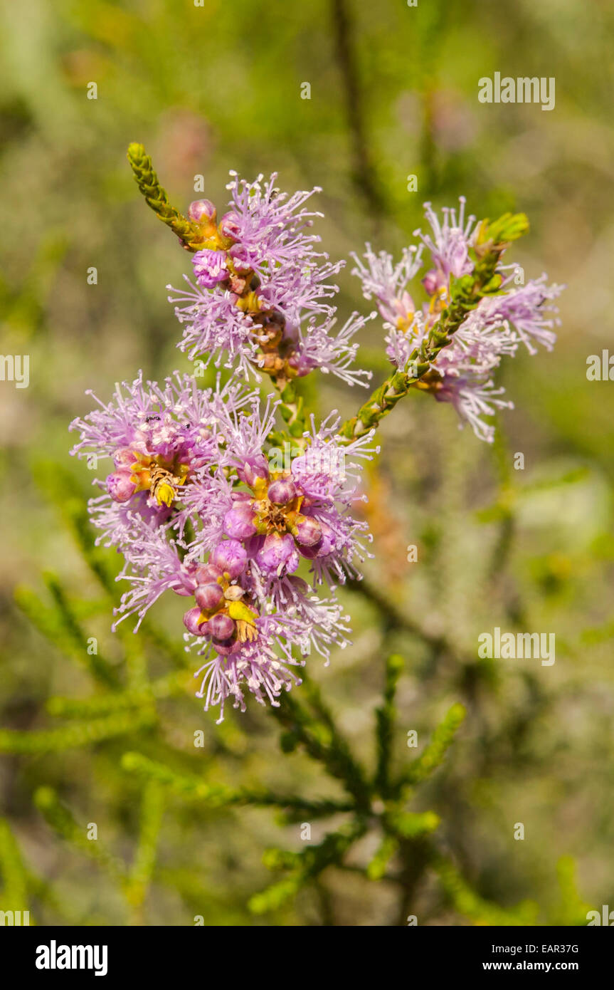 Regelia inops Banque de photographies et d’images à haute résolution ...