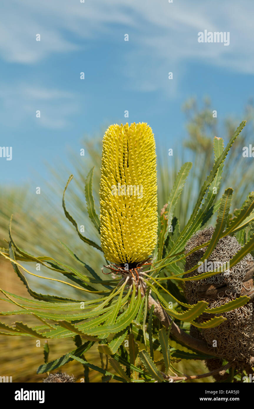 Banksia attenuata Banque de photographies et d’images à haute ...
