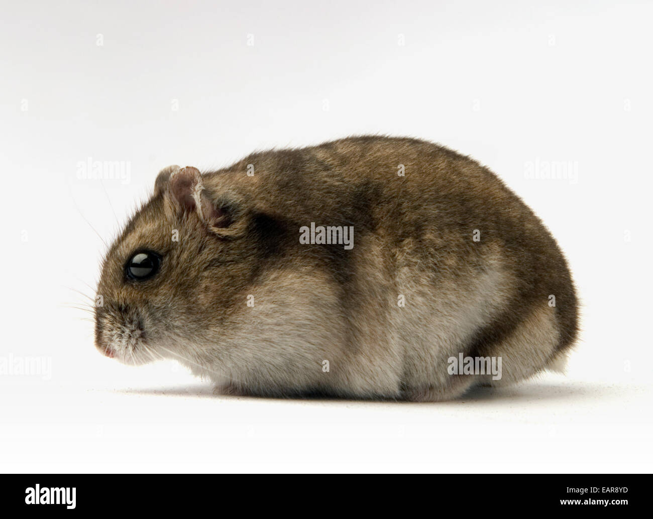 Hamster nain Banque de photographies et d’images à haute résolution - Alamy