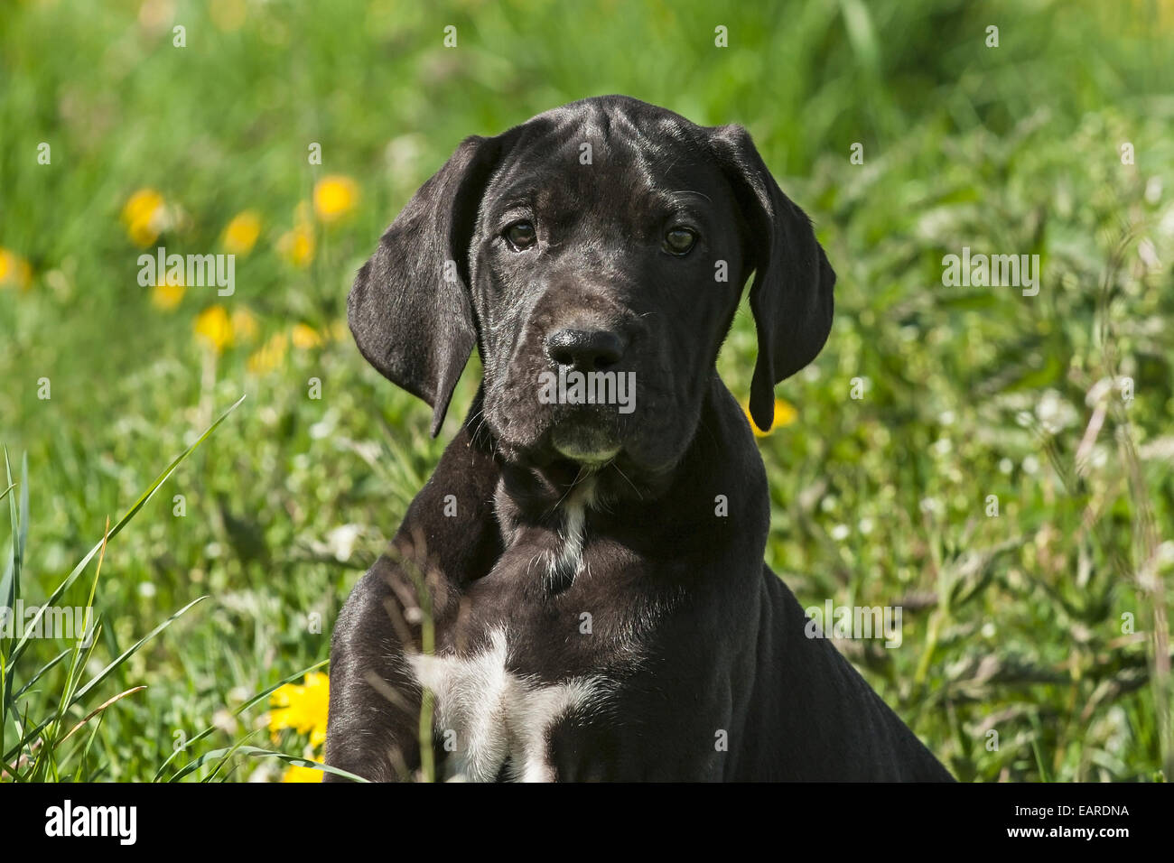Chiot dogue allemand Banque de photographies et d’images à haute ...