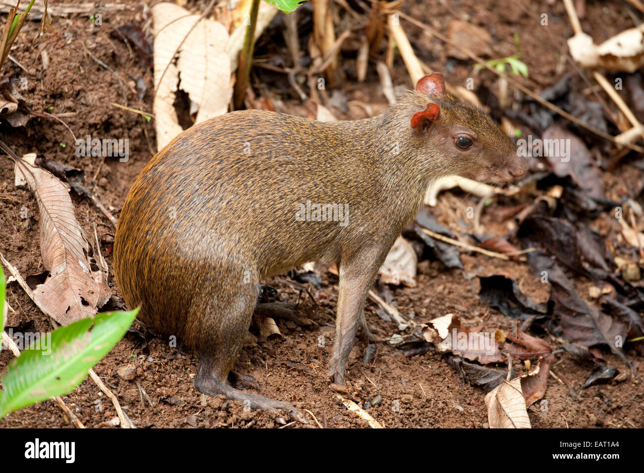 Panama rodent Banque de photographies et d’images à haute résolution ...