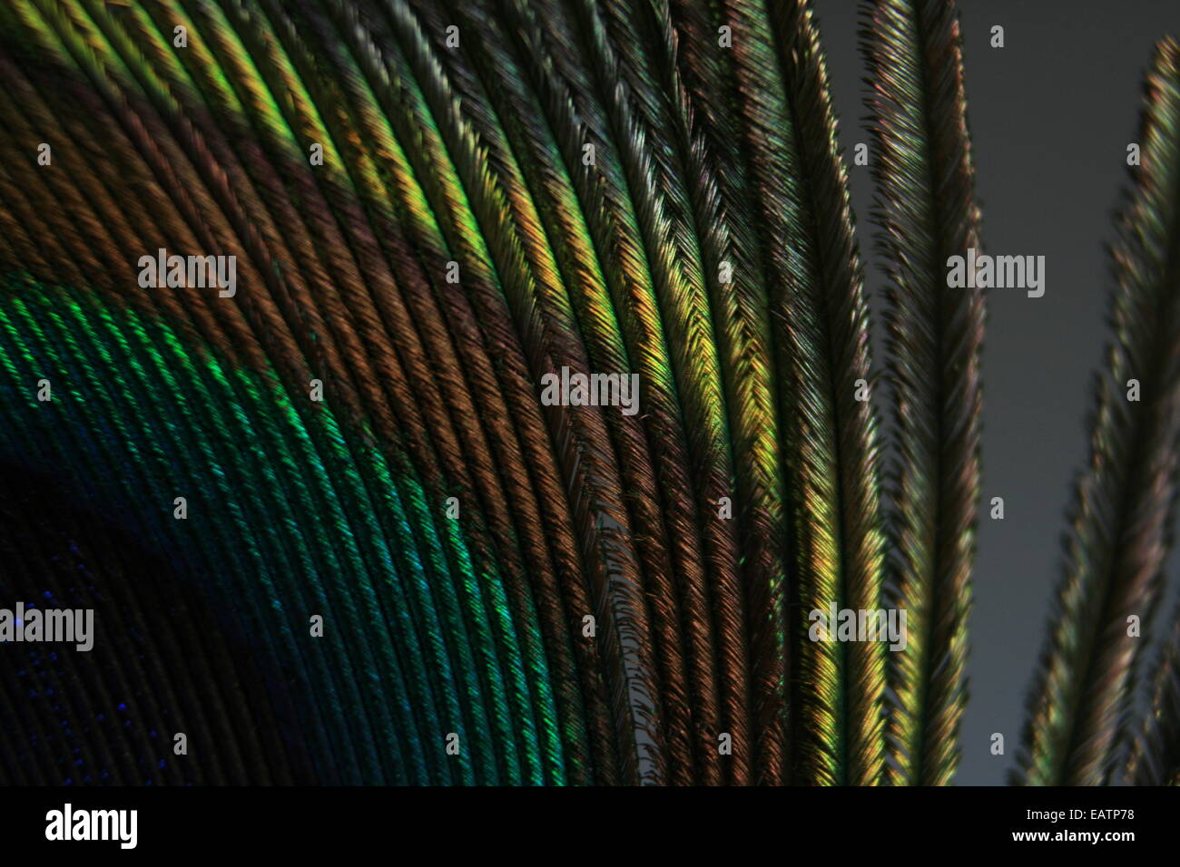 Une macro photo d'une plume de paon, montrant toutes ses couleurs Photo ...