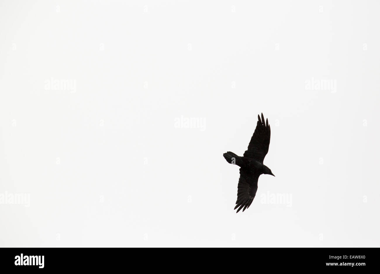 Un grand corbeau, Corvus corax, volant au-dessus de Mull, Ecosse ...