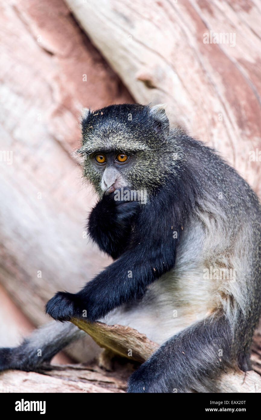 Un singe bleu de manger des aliments qu'il trouve sous l'écorce d'une ...