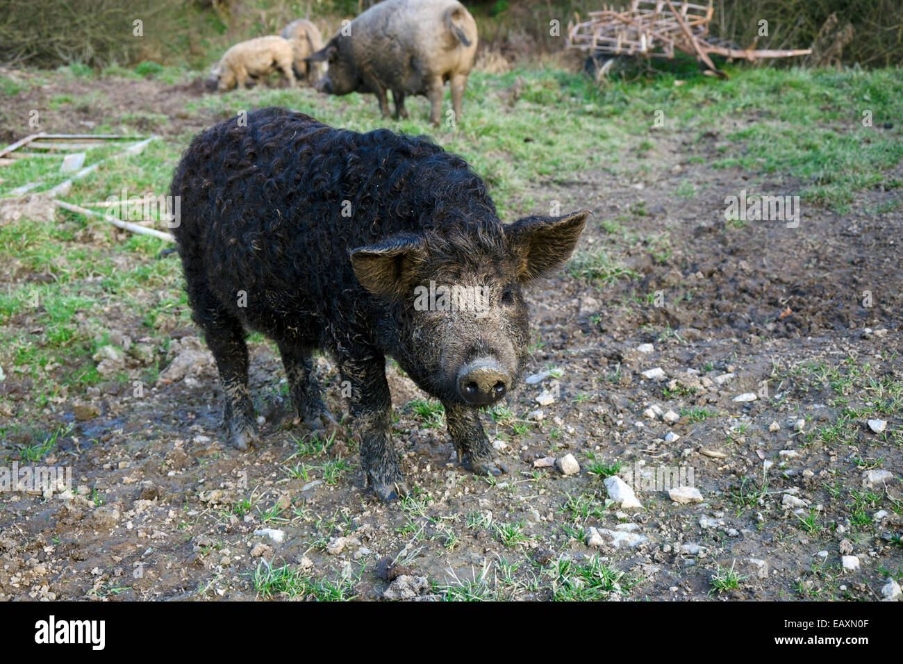 Hungarian mangalitsa Banque de photographies et d’images à haute ...