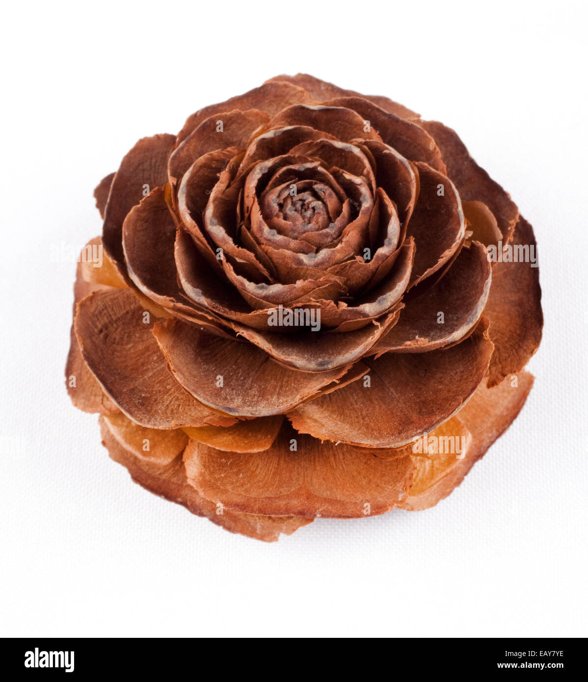 Gousses d'arbre brun Banque d'images détourées - Alamy