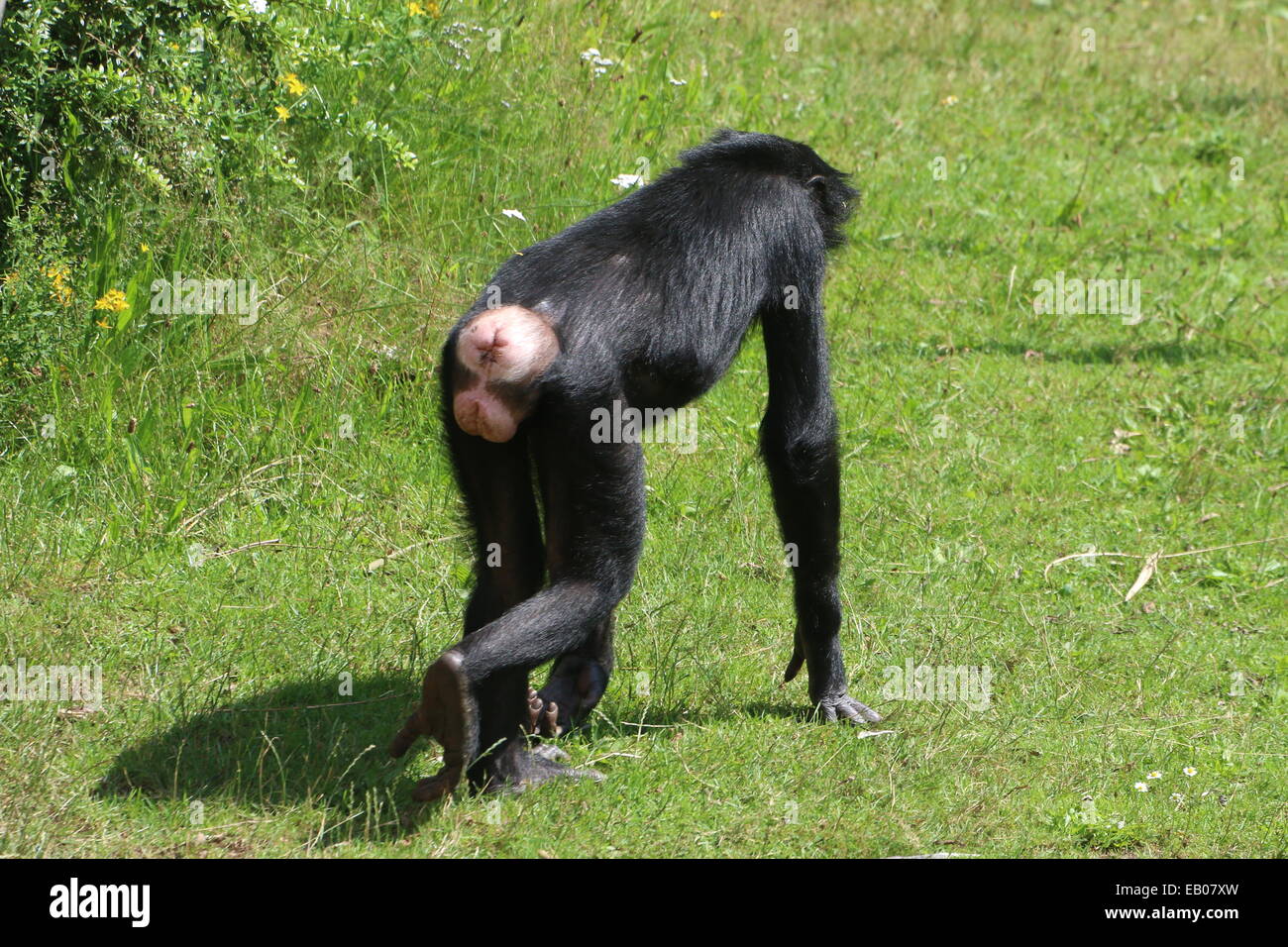 Male bonobo pan paniscus Banque de photographies et d’images à haute ...
