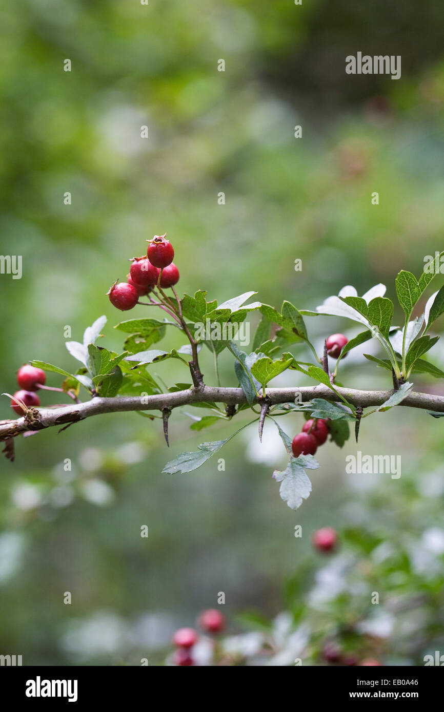 Feuille de crataegus monogyna Banque de photographies et d’images à ...