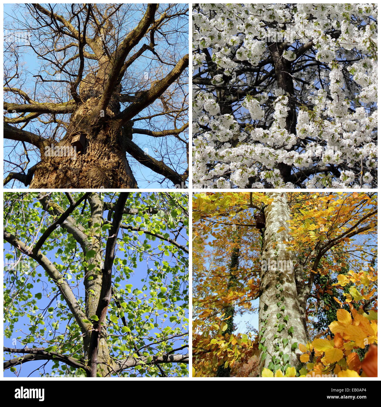 Tree four season collage Banque de photographies et d’images à haute ...