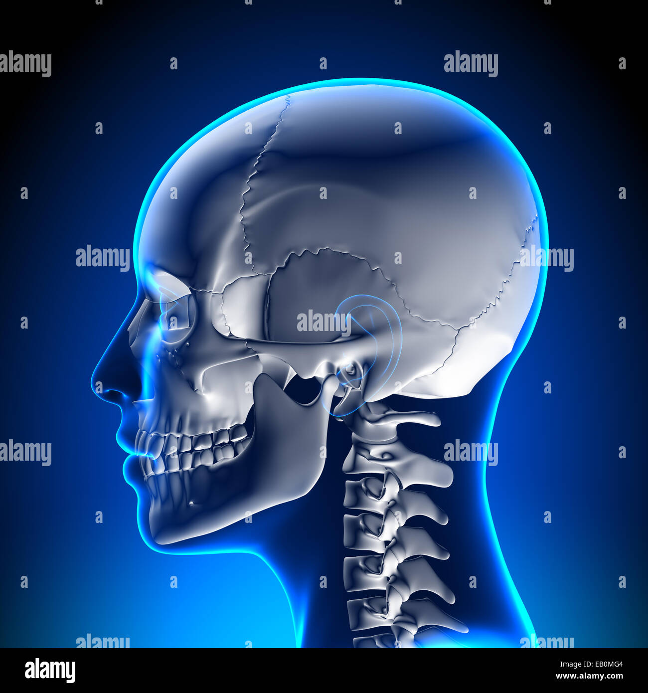 Anatomie du Crâne Crâne mâle Photo Stock - Alamy