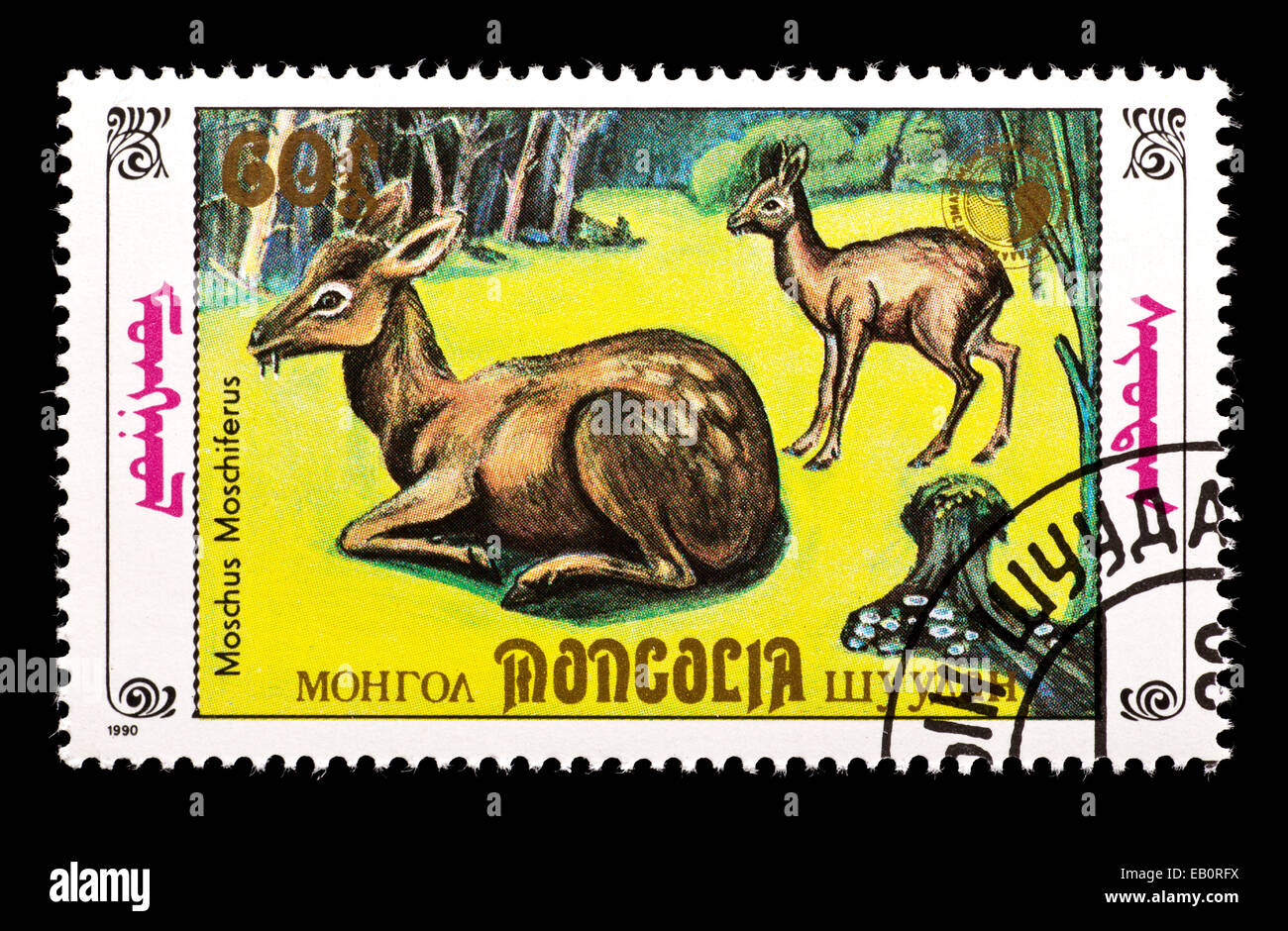 Musk deer moschus moschiferus Banque de photographies et d’images à ...