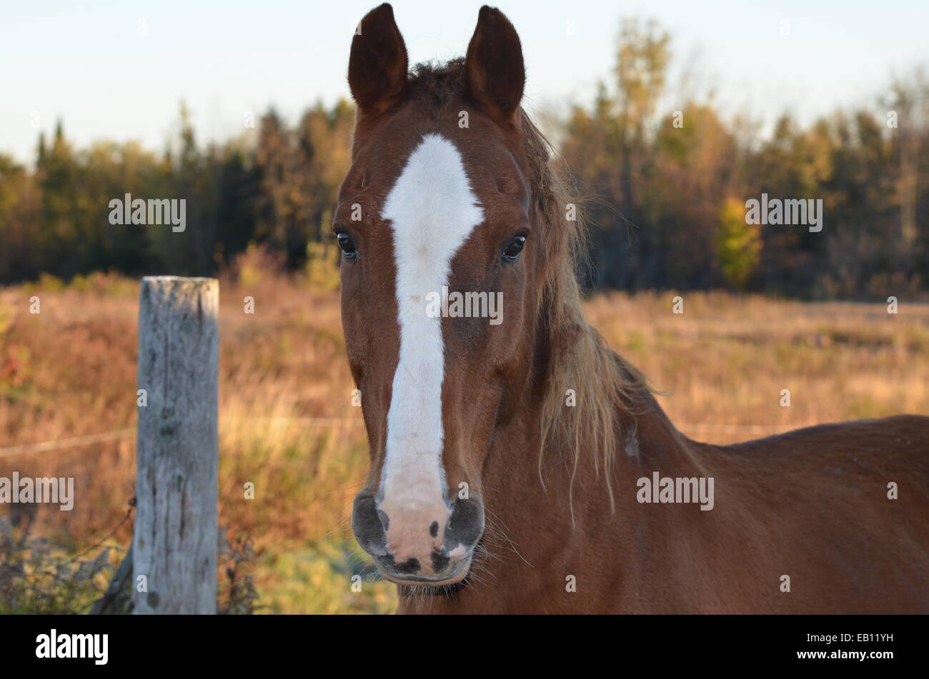 Cheval blanc avec des taches brunes Banque de photographies et d’images ...