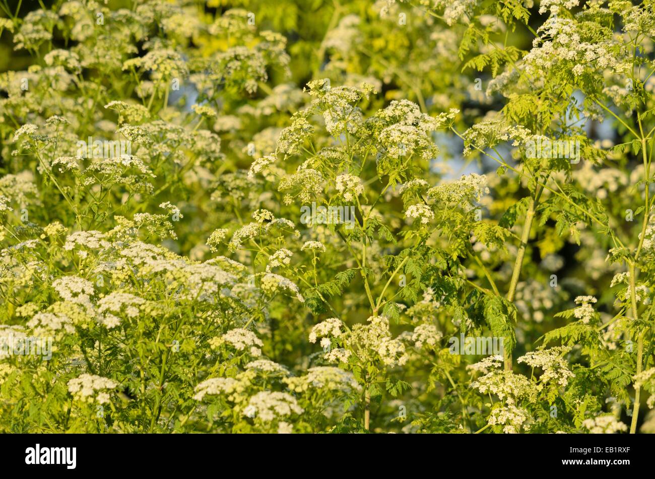 La ciguë (Conium maculatum Photo Stock - Alamy