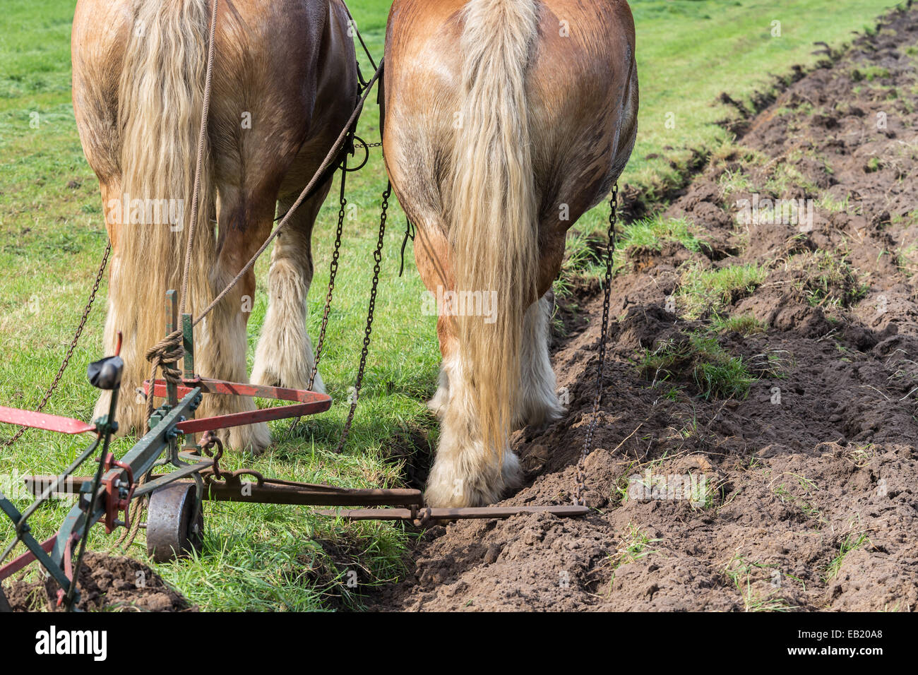 Labour de cheval traditionnel Banque de photographies et d’images à ...
