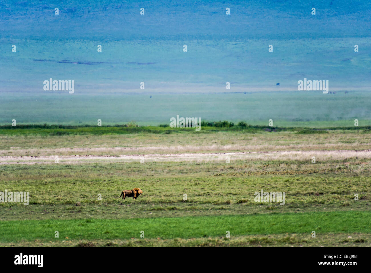 Un homme lion africain éclipsé par une vaste plaine de savane sur le ...