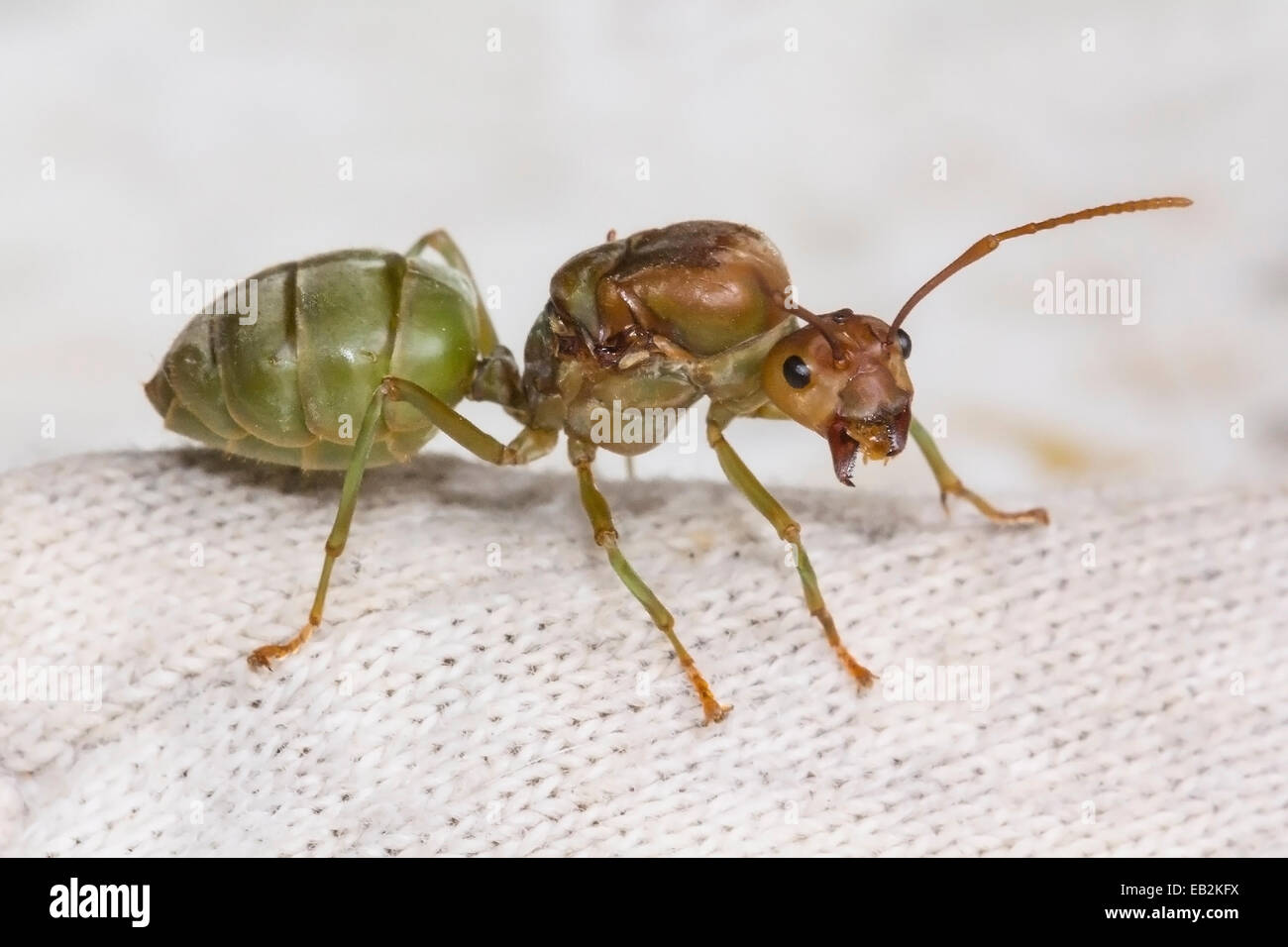 Vue de la fourmi Banque de photographies et d’images à haute résolution ...