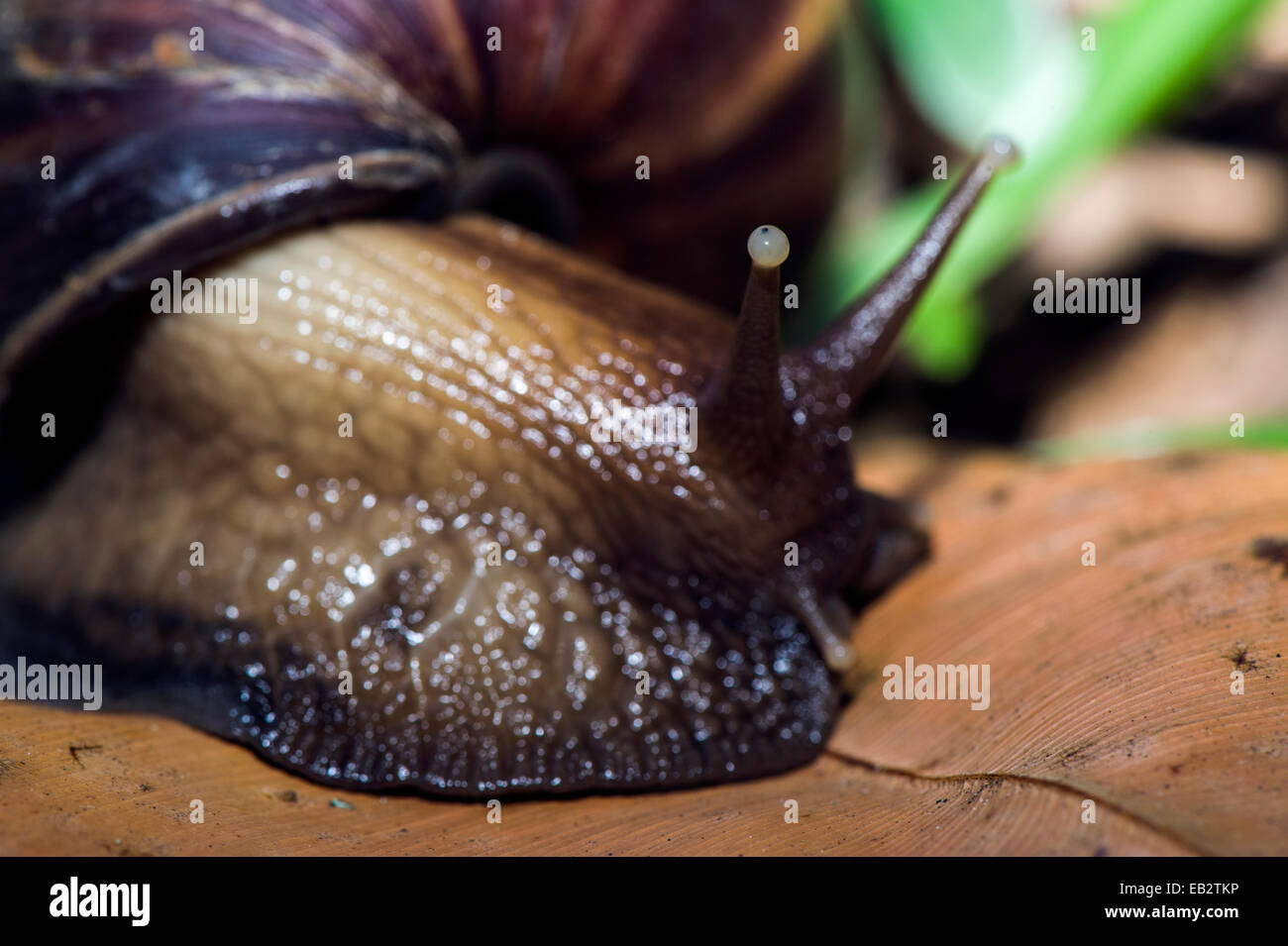 Escargot géant au pied Banque de photographies et d’images à haute ...