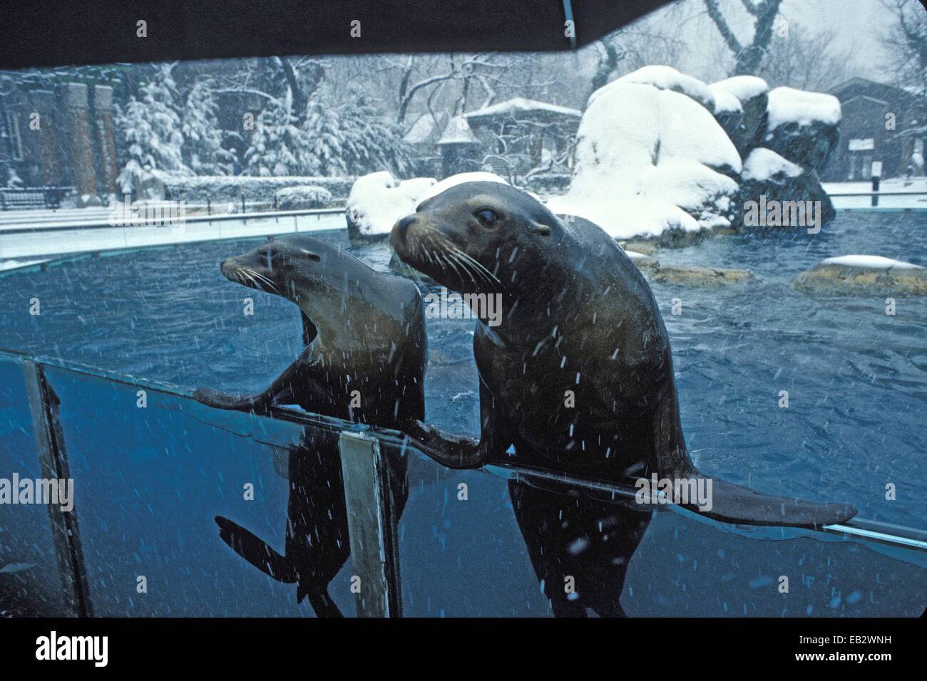 New york zoo central park Banque de photographies et d’images à haute ...