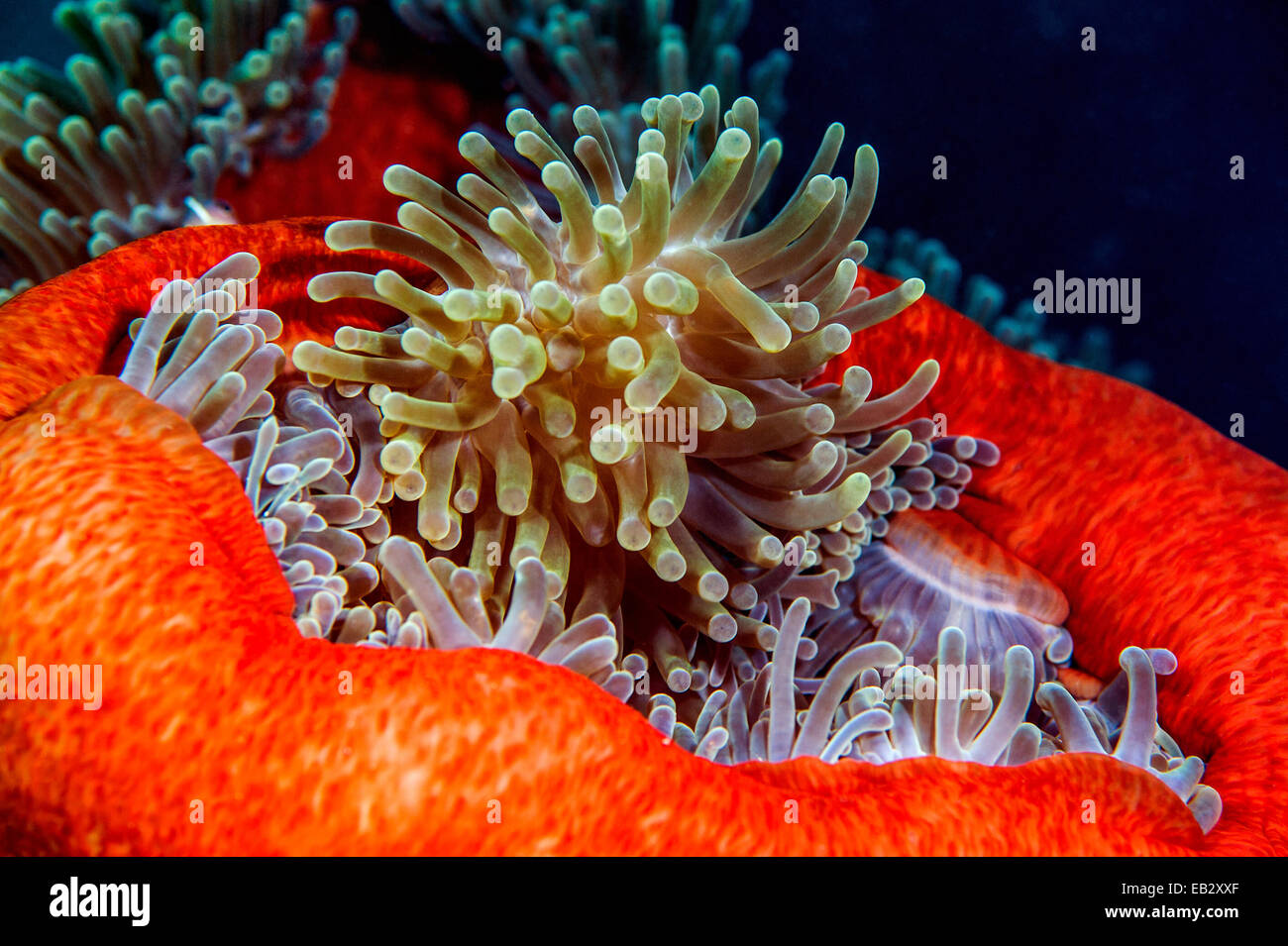 Un cluster de tentacules d'une anémone de mer magnifique rouge vif ...