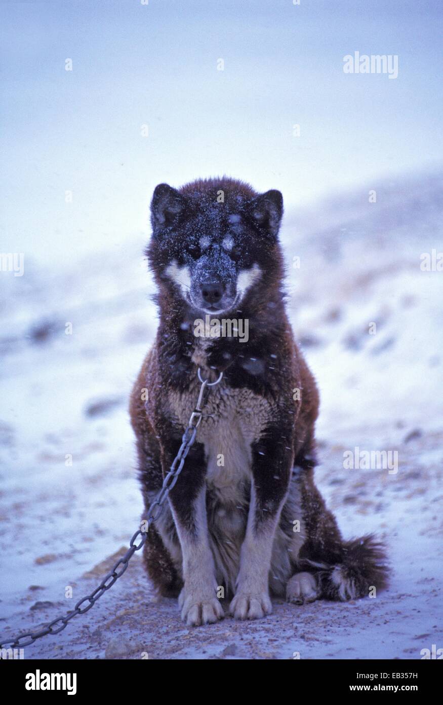 Chien esquimau canadien Banque de photographies et d’images à haute ...