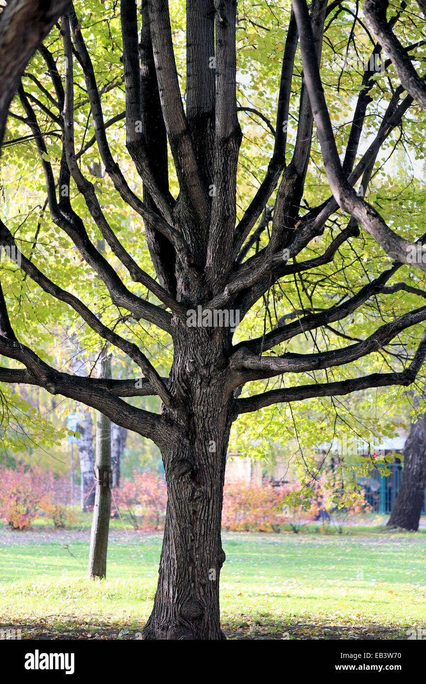 Le plus bel arbre Banque de photographies et d’images à haute ...