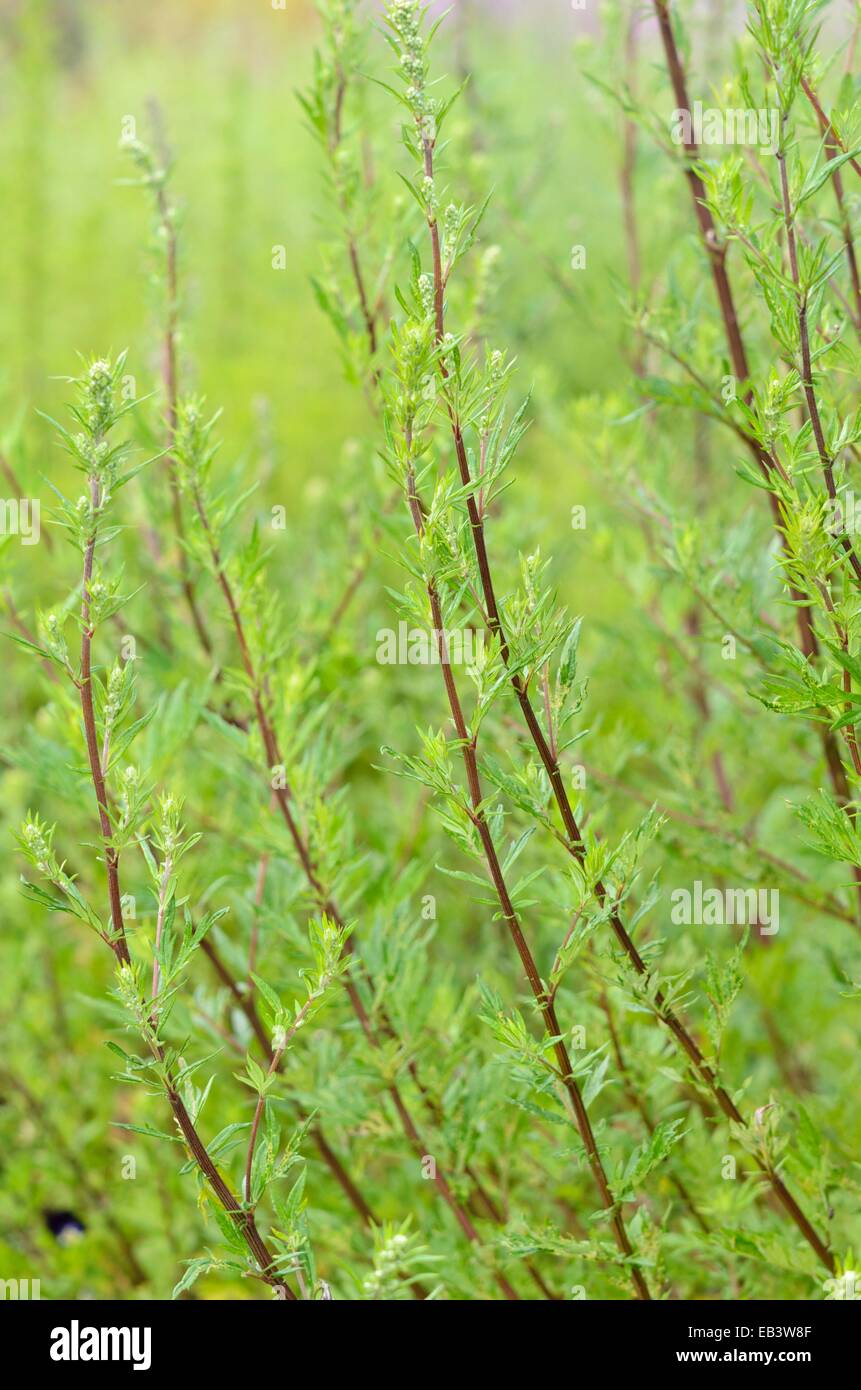 Artemisia vulgaris Banque de photographies et d’images à haute ...