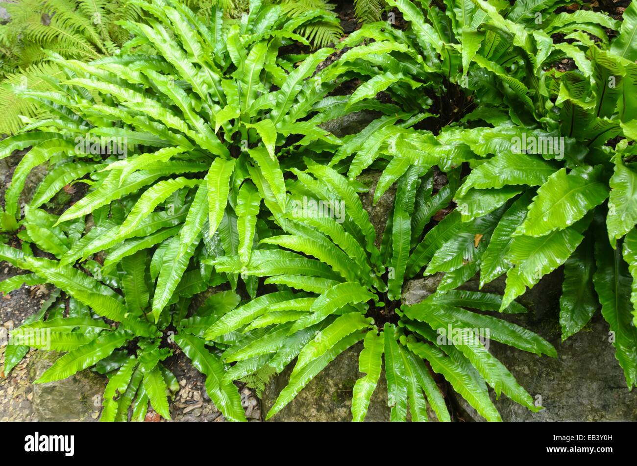 Scolopendre officinale (Asplenium scolopendrium phyllitis scolopendrium ...