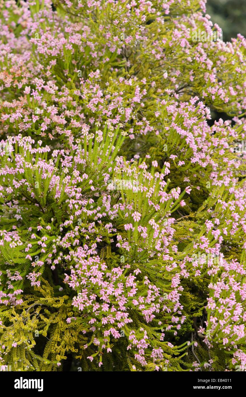 Erica species Banque de photographies et d’images à haute résolution ...