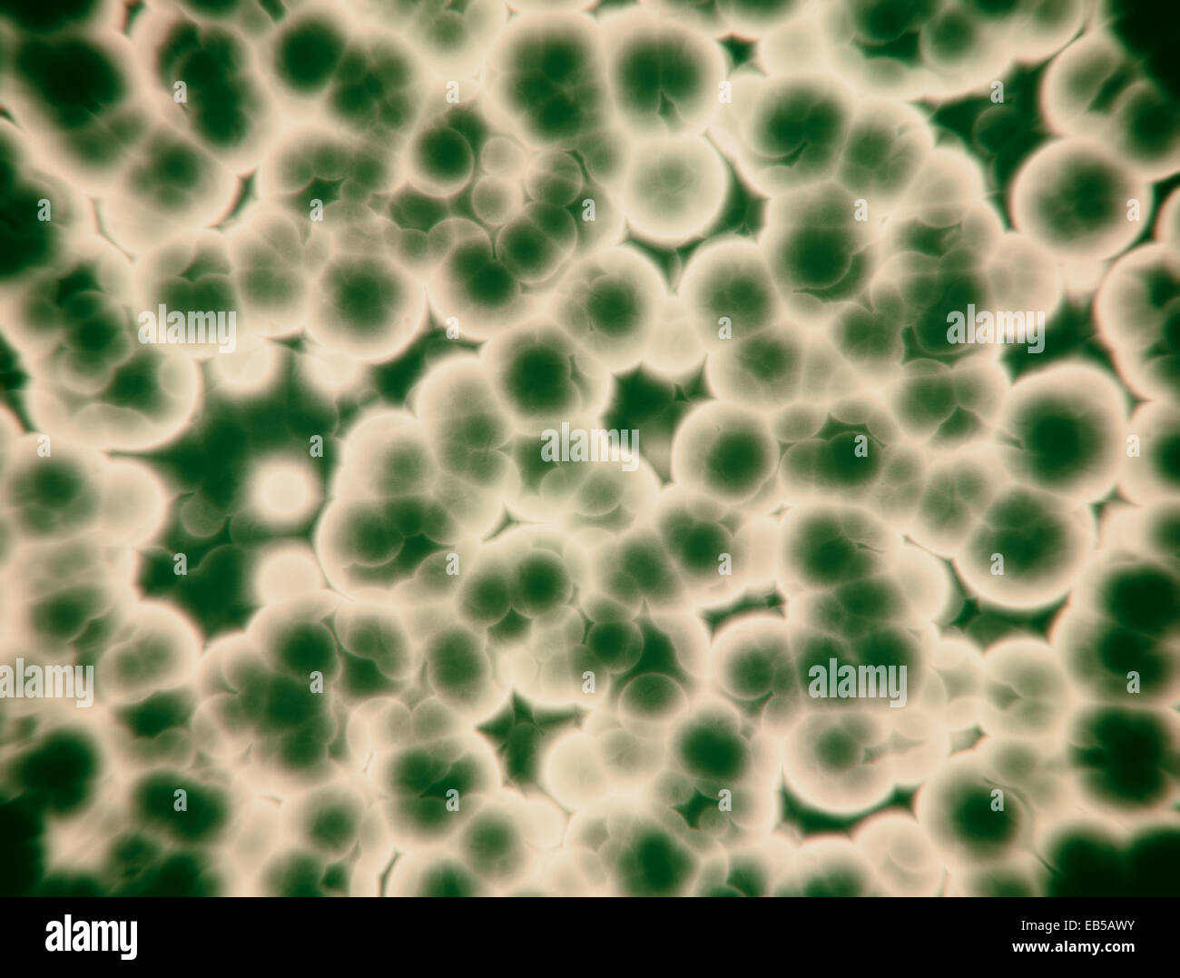 Vue microscopique Banque de photographies et d’images à haute ...