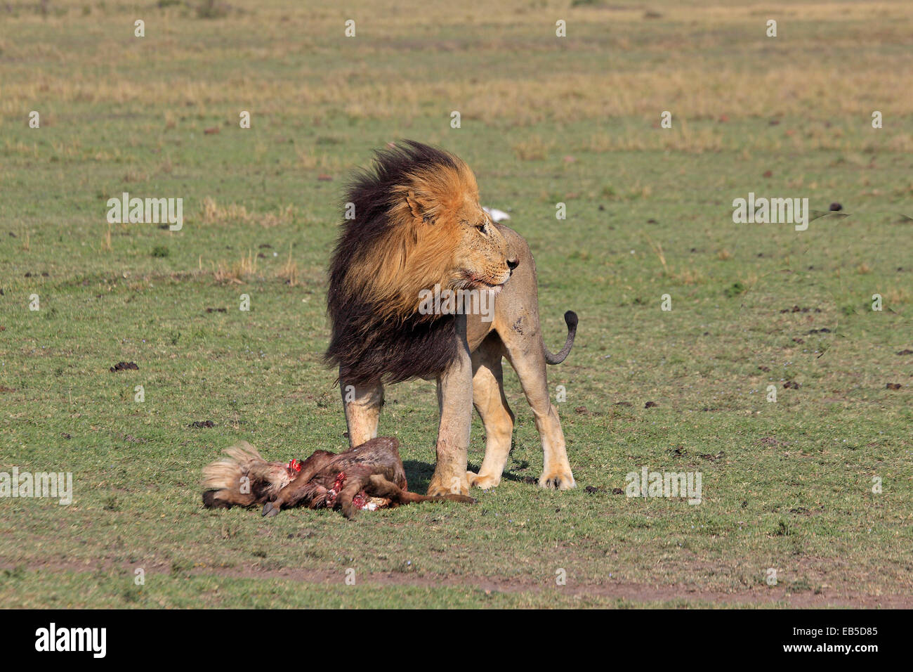 Lion proie Banque de photographies et d’images à haute résolution - Alamy