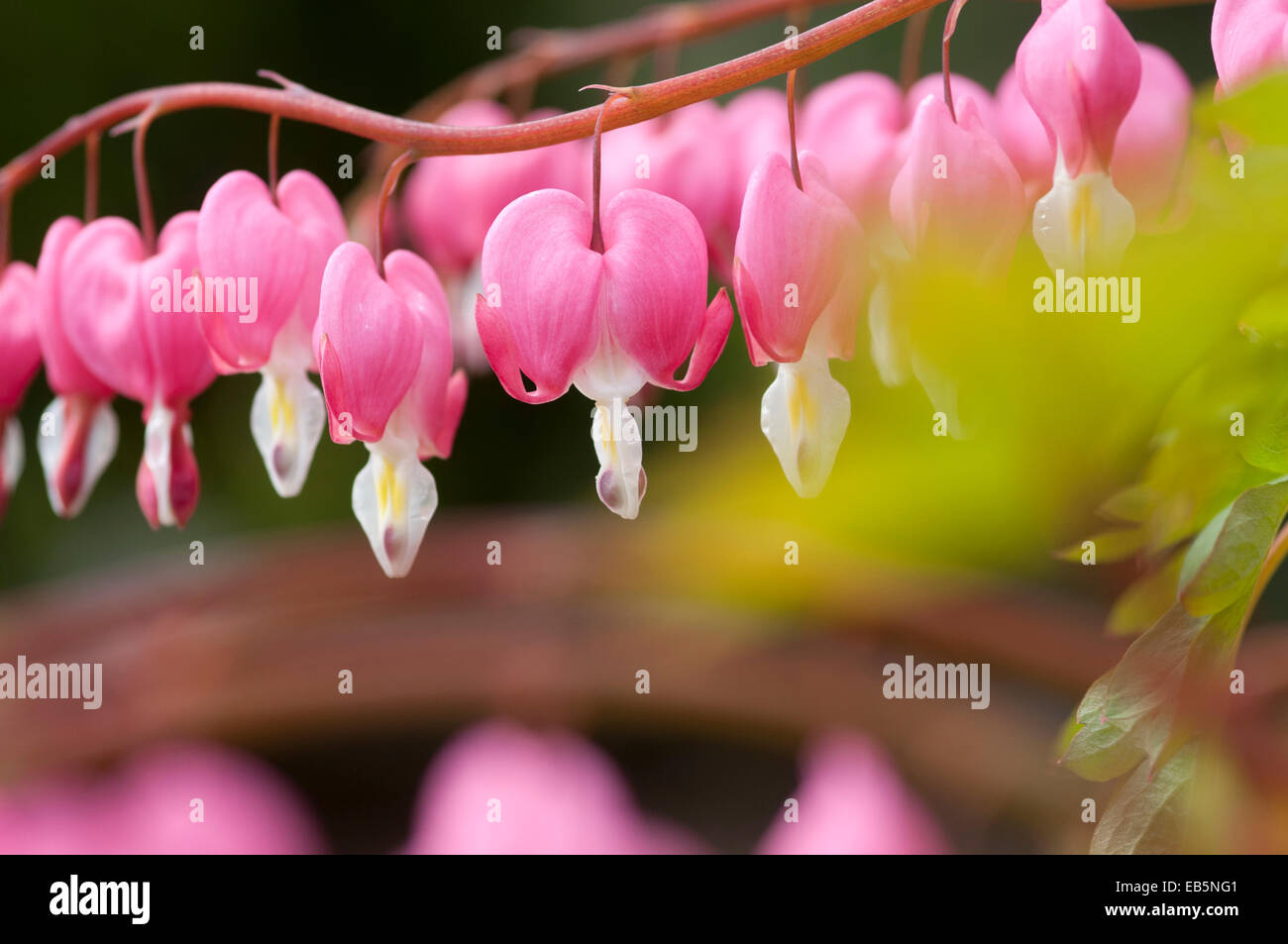 Lamprocapnos spectabilis Banque de photographies et d’images à haute ...