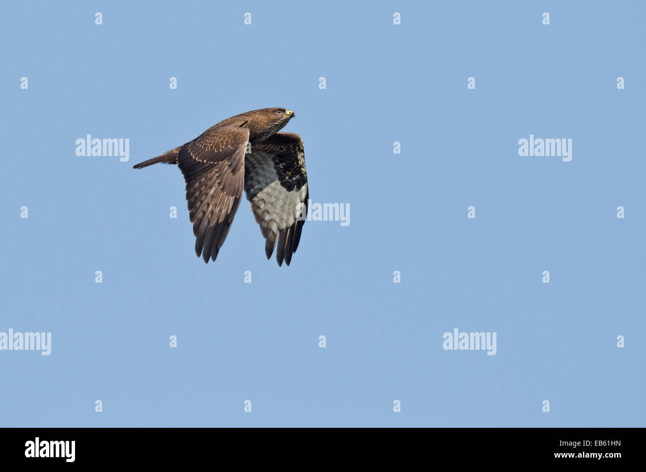 Buses en vol Banque de photographies et d’images à haute résolution ...