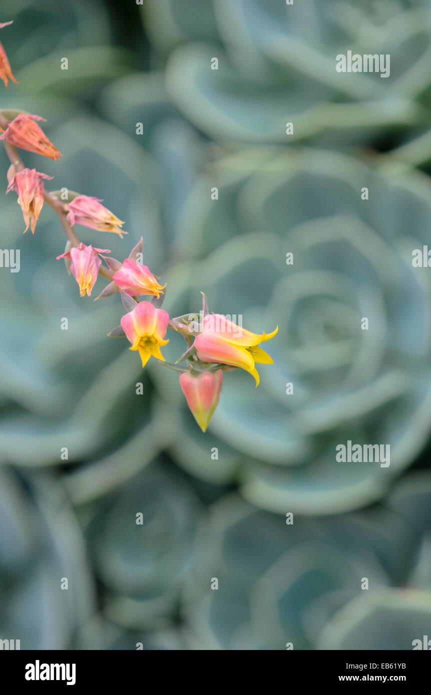 Echeveria glauca Banque de photographies et d’images à haute résolution - Alamy