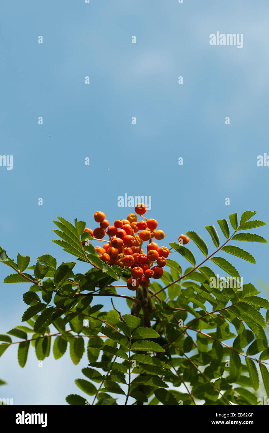 Rowan arbre sorbus aucuparia Banque de photographies et d’images à ...