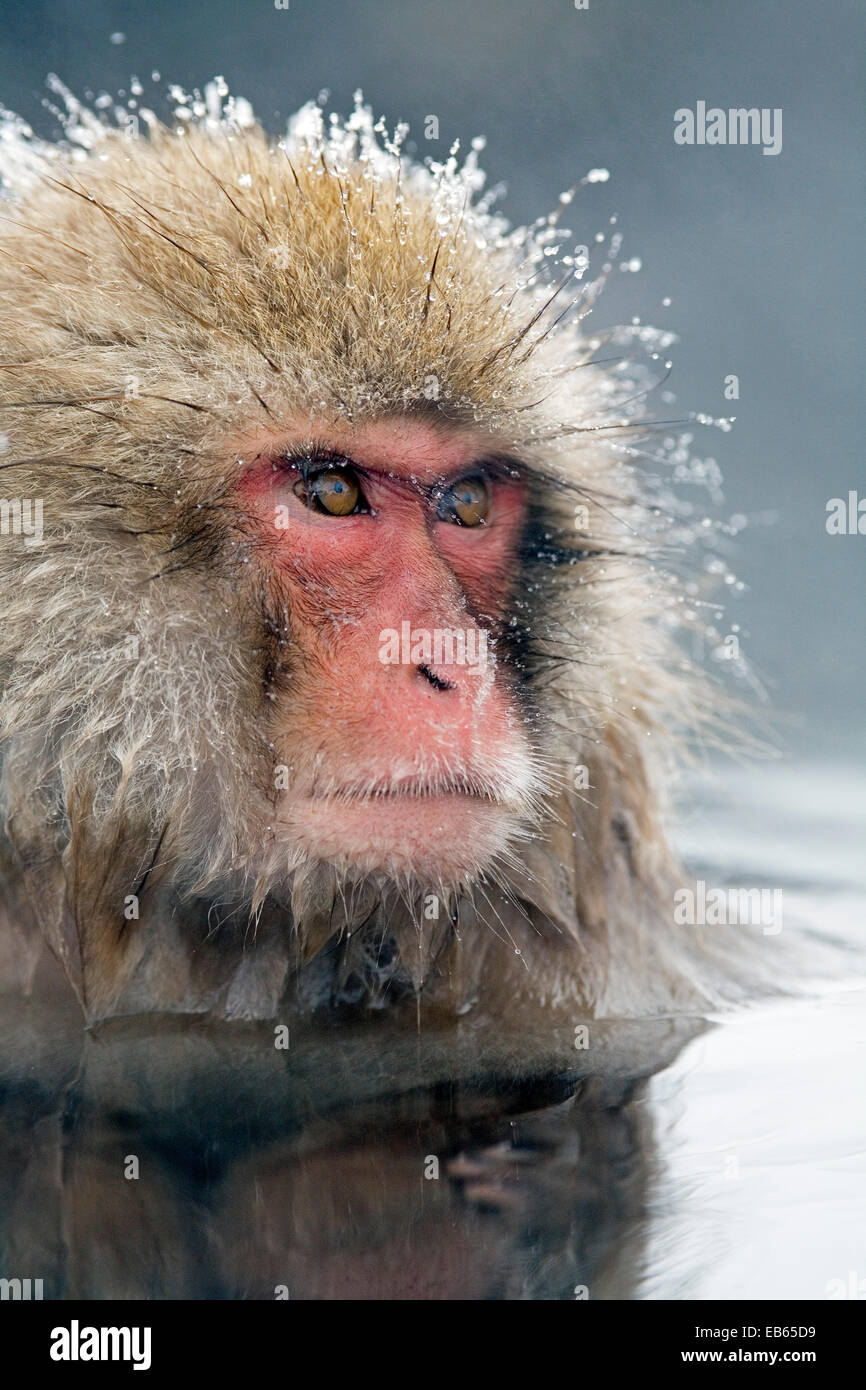 Jigokudani yaen koen Banque de photographies et d’images à haute ...