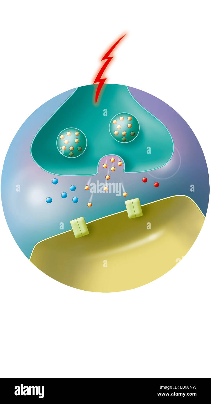 Synapse Illustration Banque d'image et photos - Alamy