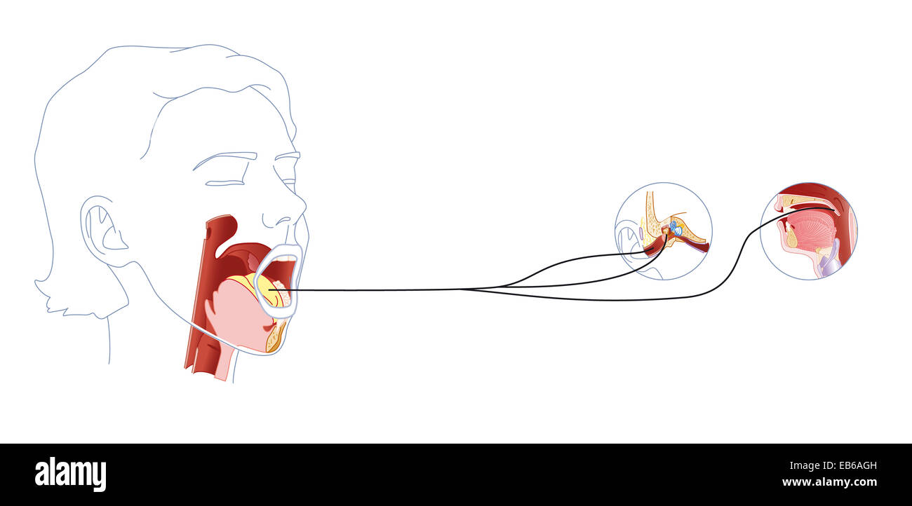 Nerf trijumeau Banque de photographies et d’images à haute résolution ...