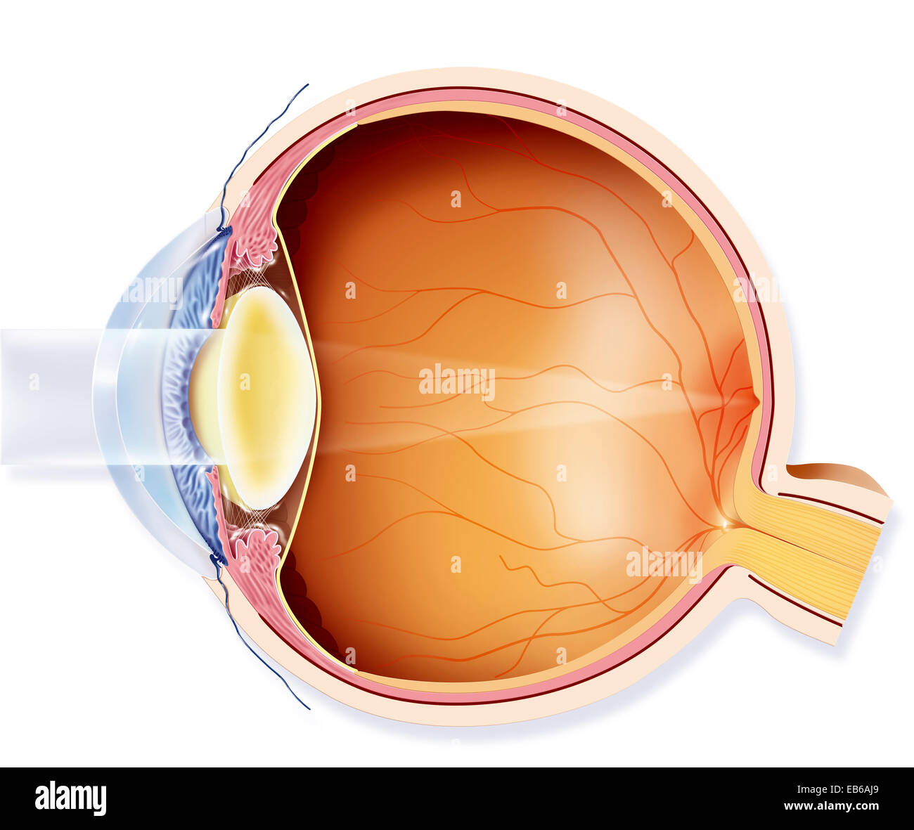 Cataracte Oculaire Banque d'image et photos - Alamy
