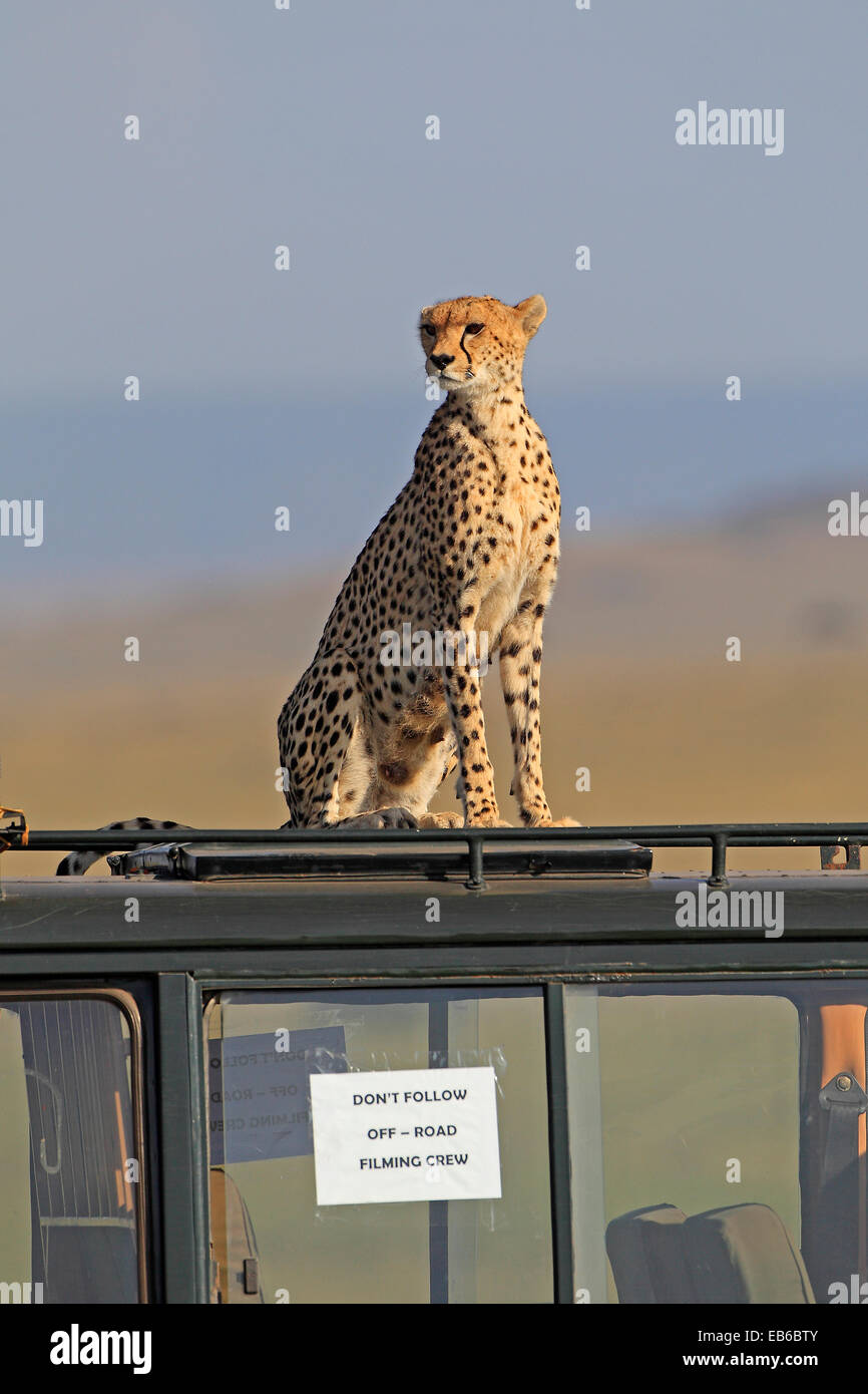 Guépard sur un véhicule Banque de photographies et d’images à haute ...