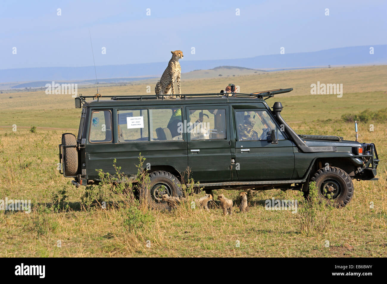 Guépard sur un véhicule Banque de photographies et d’images à haute ...