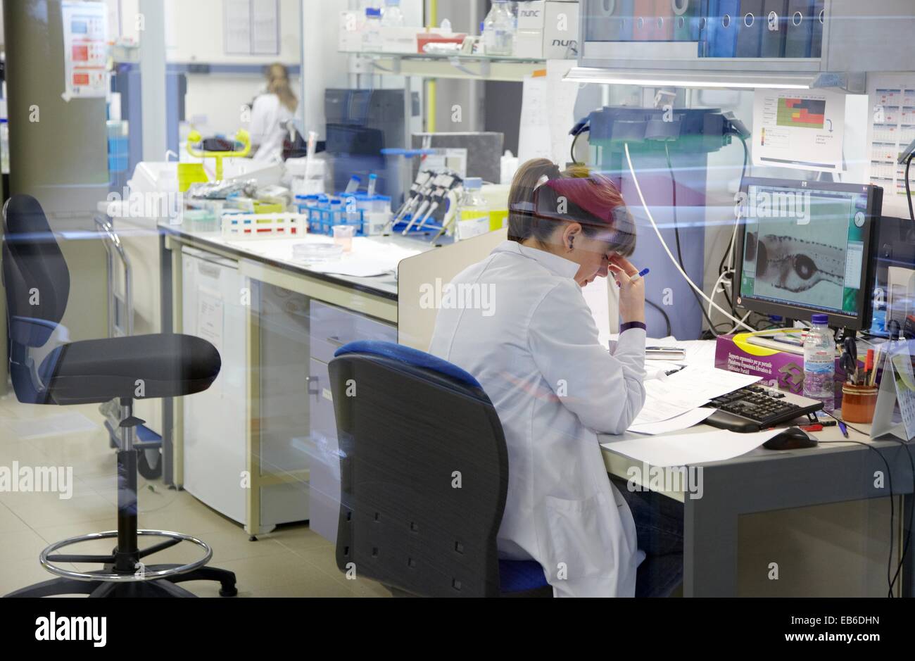 Zebrafish laboratoire Banque de photographies et d’images à haute ...